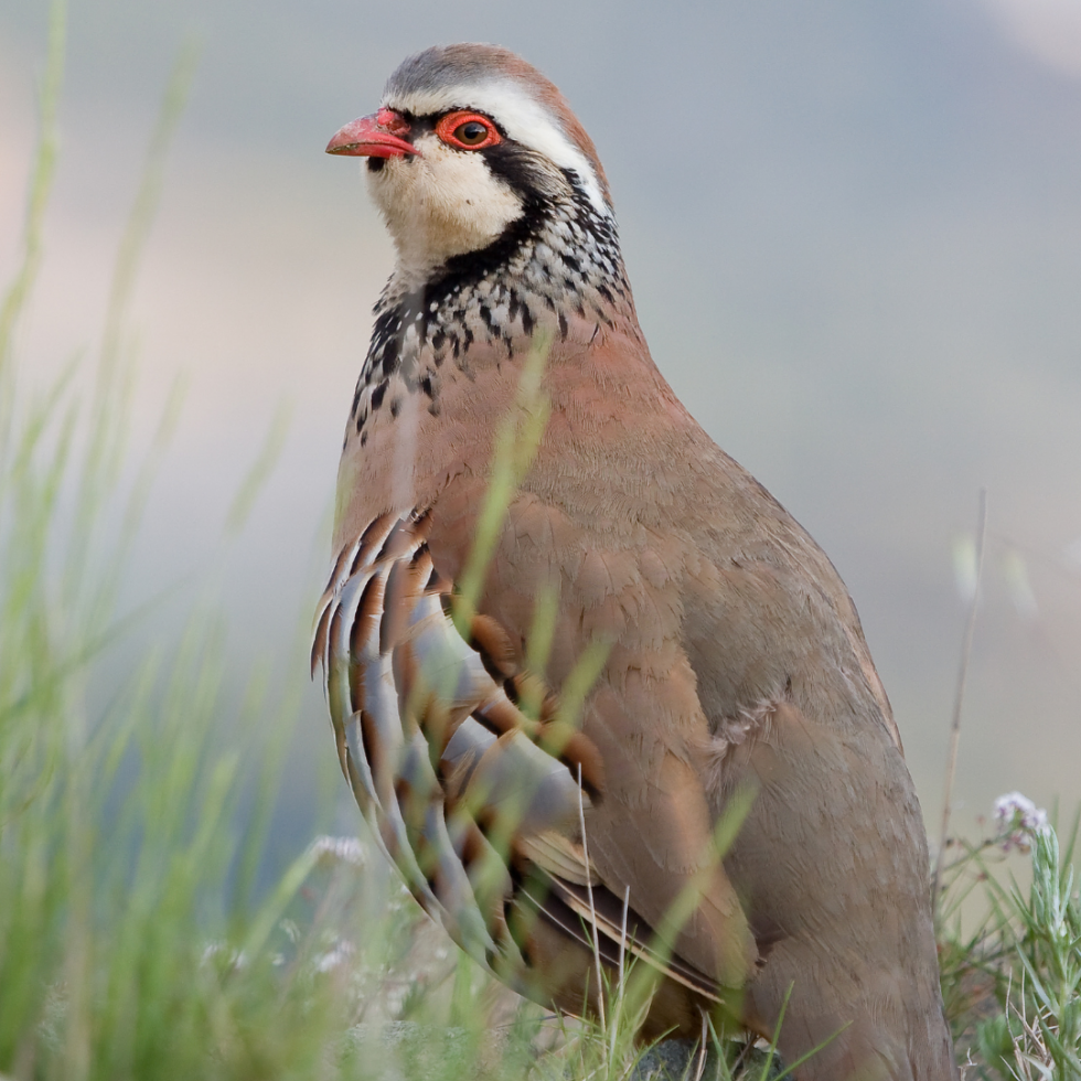 Partridge shooting seasons in Spain, England and Morocco