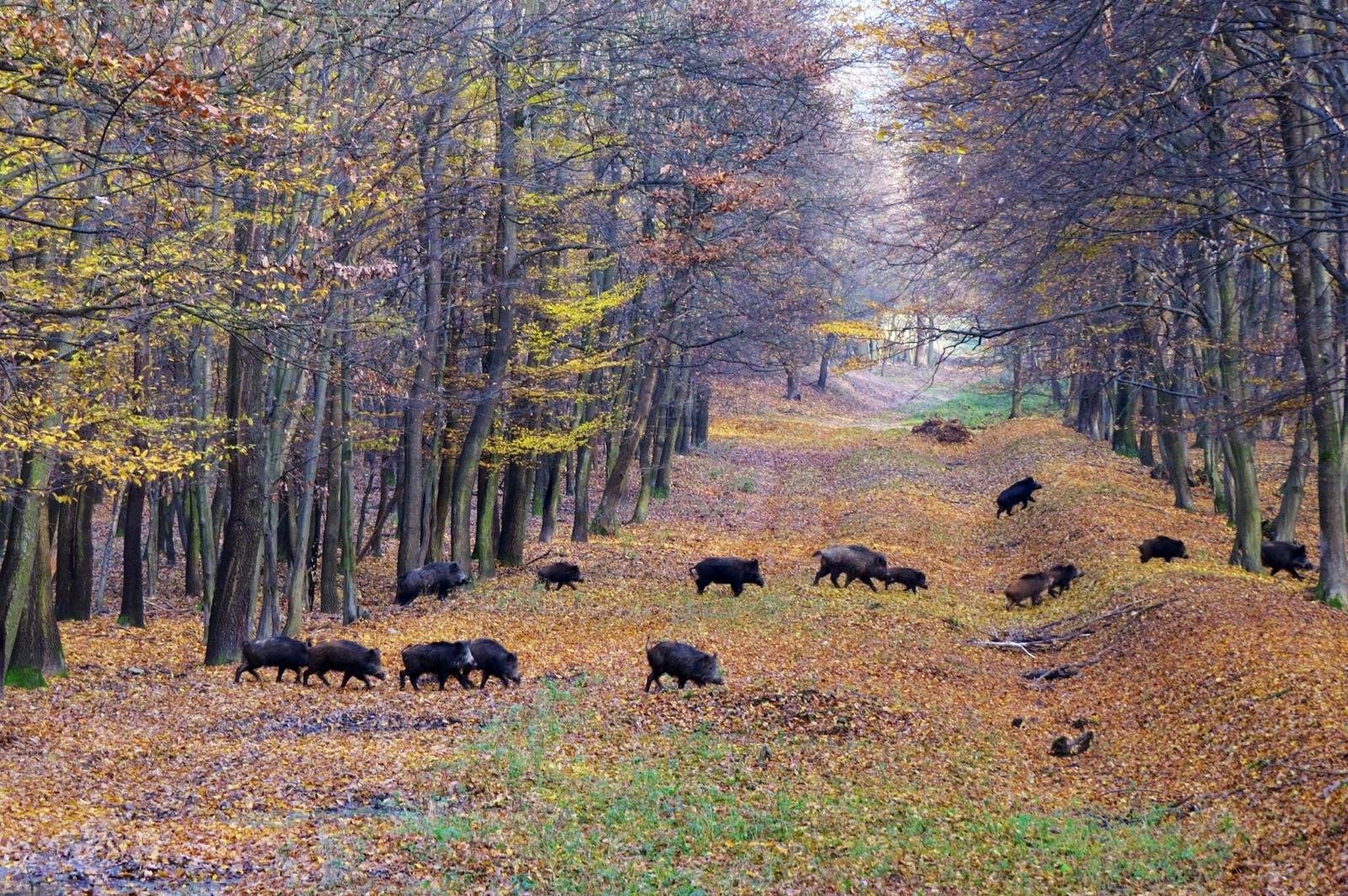 Wild Boar Hunting With Atlas Sporting