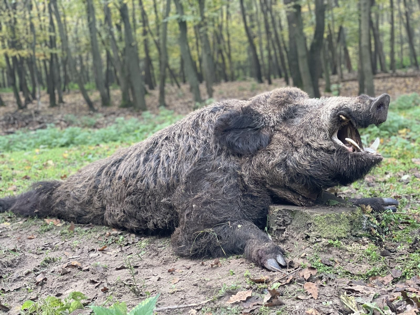 Wild Boar Hunting With Atlas Sporting
