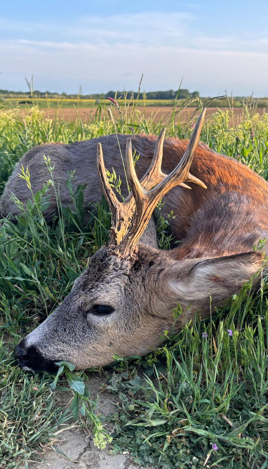 Roe Deer Hunting And Stalking With Atlas Sporting
