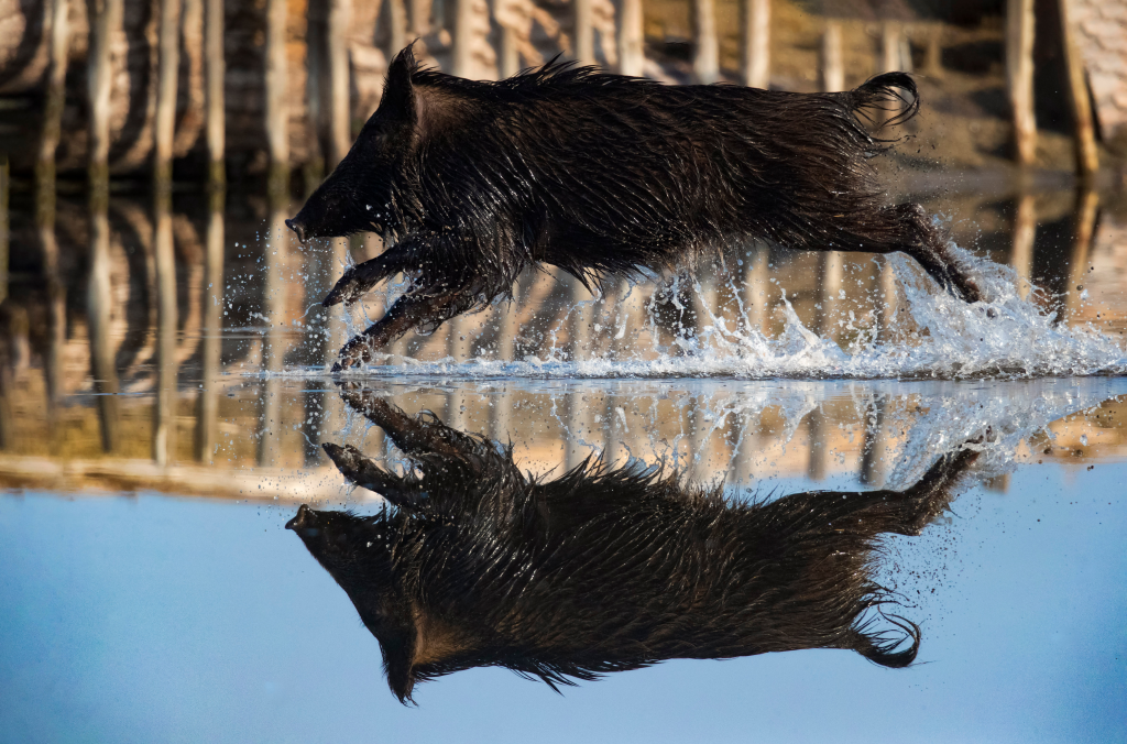 Wild Boar Hunting With Atlas Sporting